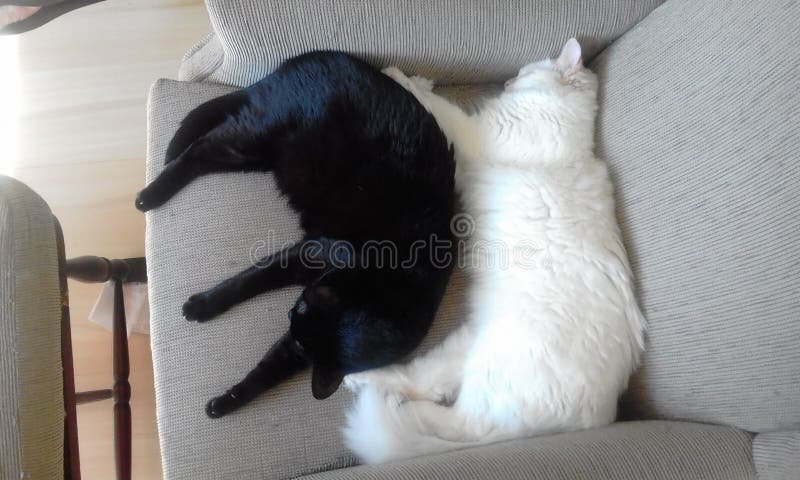 Witecat Stock Photos - Free & Royalty-Free Stock Photos from Dreamstime