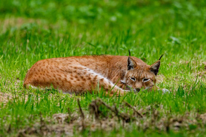 Ynx Stock Photos - Free & Royalty-Free Stock Photos from Dreamstime