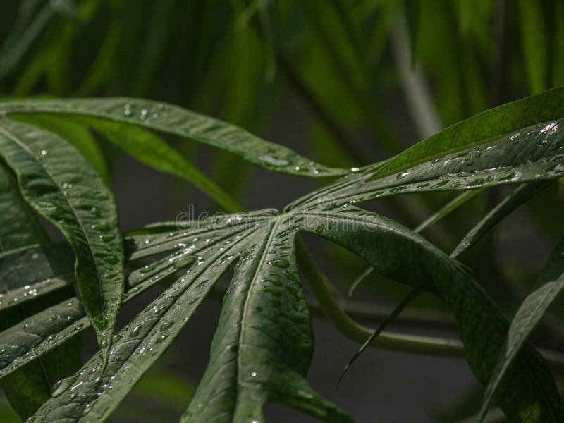 Yodium Leaves Stock Photos - Free & Royalty-Free Stock Photos from ...