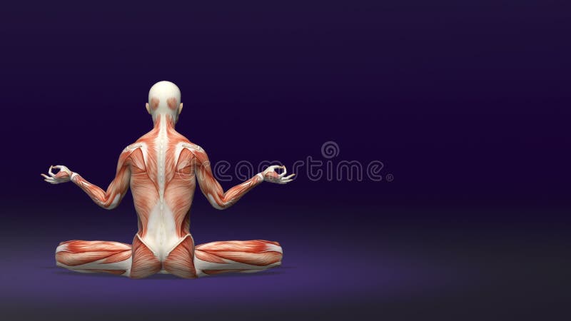 3D Medical Animation of Male Body and Penile Erection / Penile ...