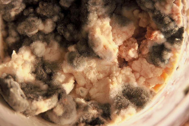 Yoghurt Covered in a Very Thick Layer of Mold Stock Image - Image of ...
