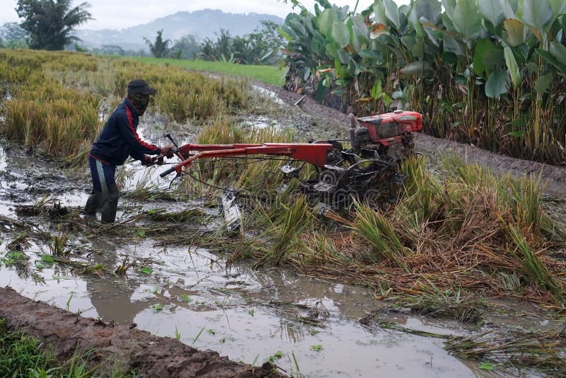 Farmer Plow the Fields Using Mini Tractors Editorial Stock Photo ...
