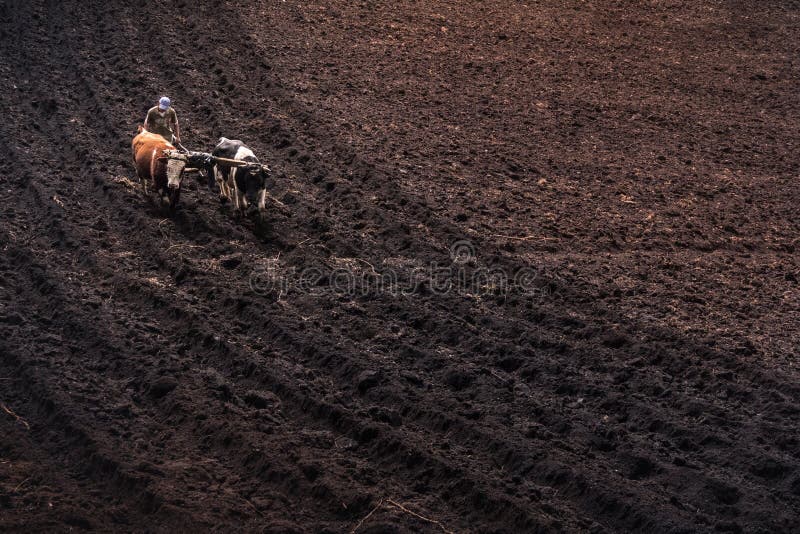 The Yoke of Cows Plowing the Ground Editorial Stock Photo - Image of ...