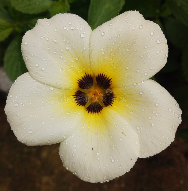 Yolanda flower stock image. Image of yellow, moon, white - 222483117