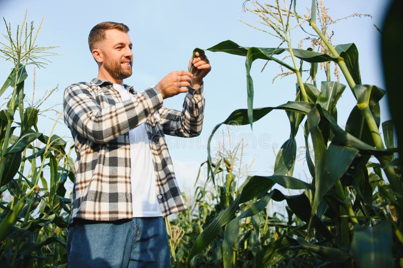 Yong Handsome Agronomist in the Corn Field and Examining Crops before ...
