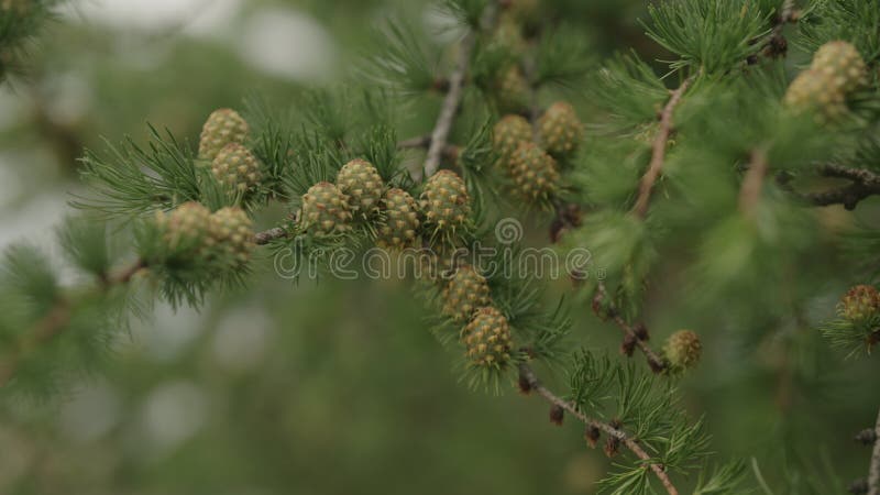 Yong Larch Branches in Spring with Fresh Cones Stock Photo - Image of ...