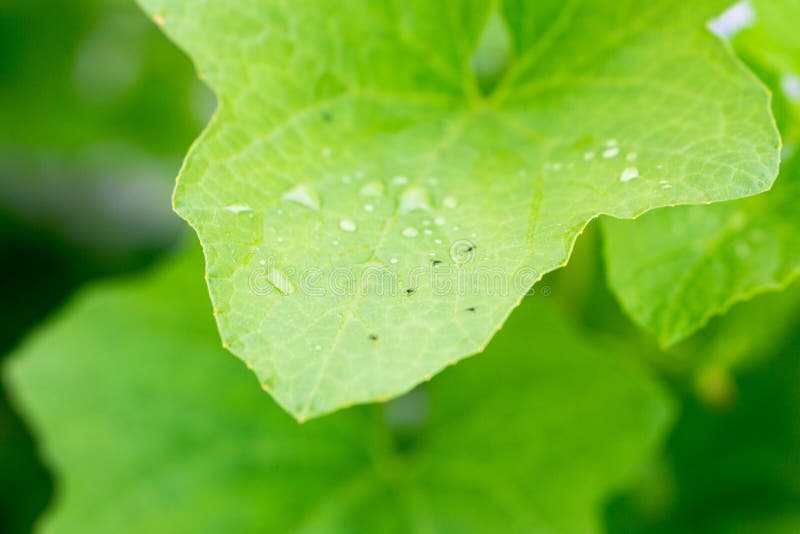 Yong Melon Seeding Damage by Insect Stock Photo - Image of green ...