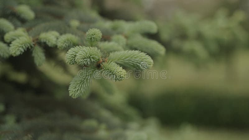 Yong Spruce Branches in Spring Stock Photo - Image of natural, branch ...