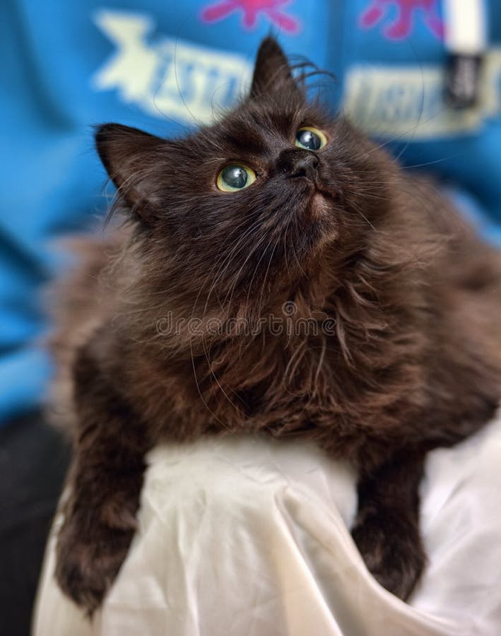 York Chocolate Cat stock photo. Image of baby, ears, friendly - 63488908