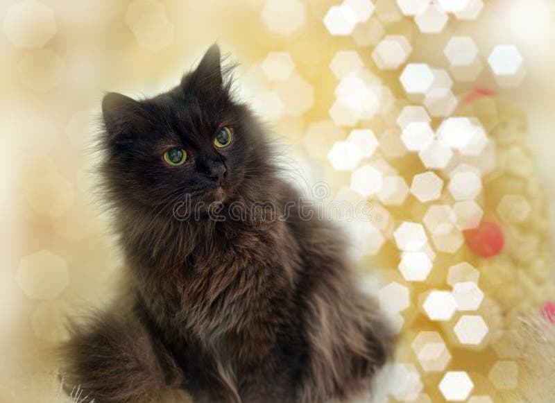 York Chocolate Cat stock photo. Image of farm, feline - 63488944