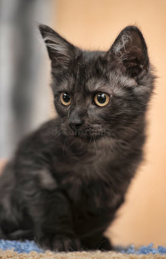 York Chocolate Cat stock photo. Image of farm, feline - 63488944