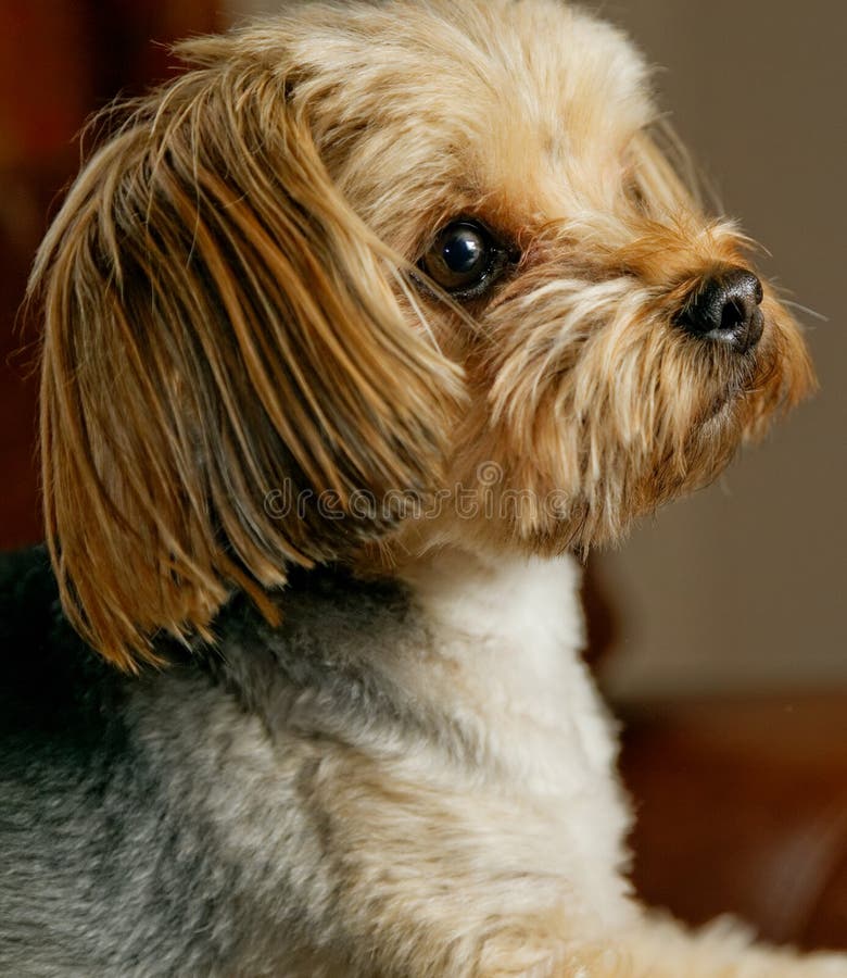 York Dog stock image. Image of domestic, york, pedigree - 33307947