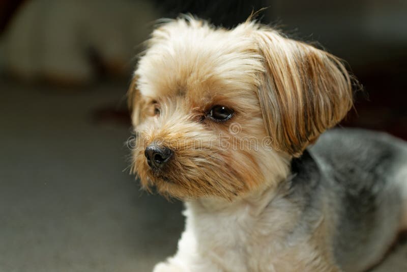 York Dog stock photo. Image of portrait, doggy, beauty - 33307950