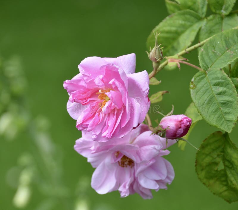 Shallow Focus Shot of a Damask Rose ("York and Lancaster" Rose) Stock ...
