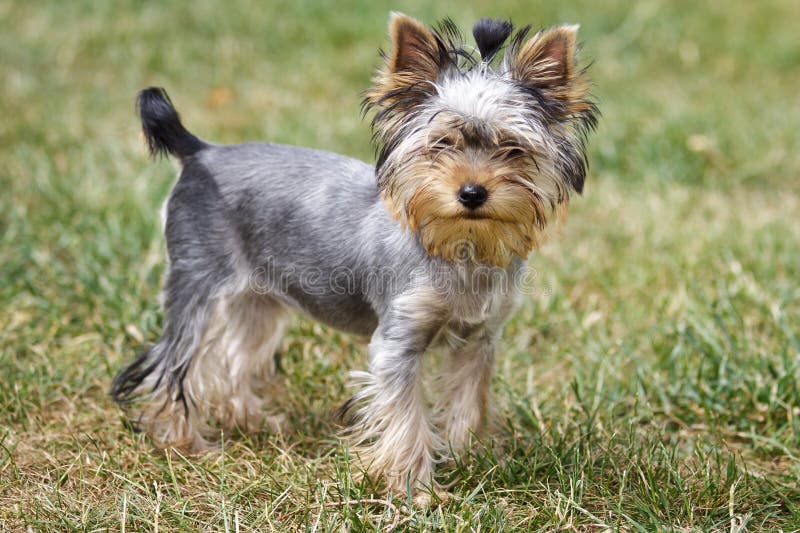 York Shire stock image. Image of grooming, summer, york - 20148175