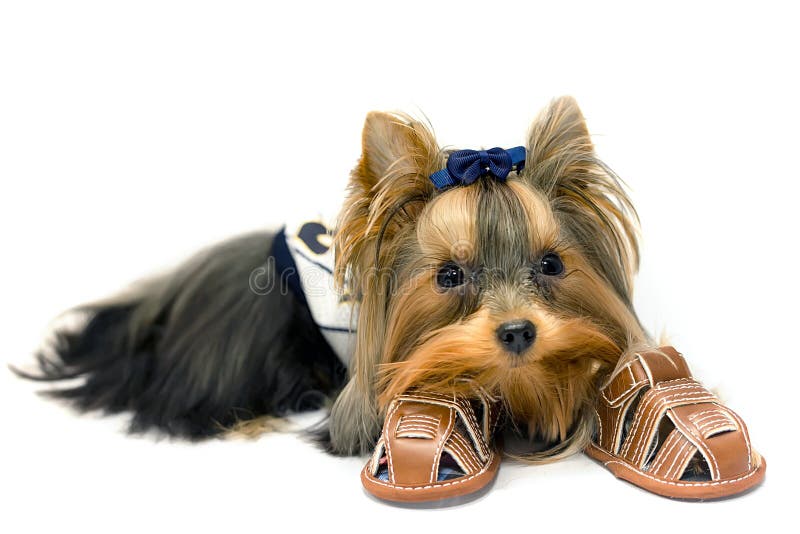 York Terrier stock photo. Image of mini, cute, beauty - 46227152
