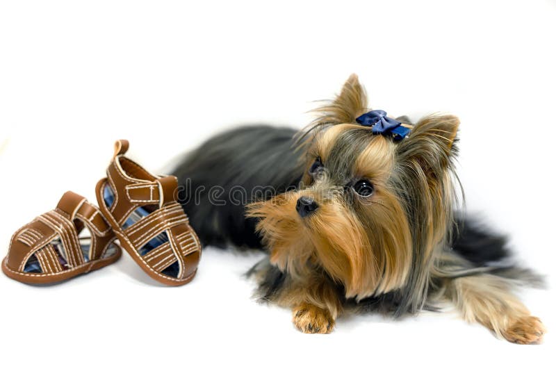 York Terrier stock photo. Image of york, pets, animal - 46227176