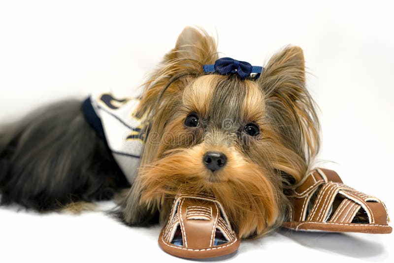 York Terrier stock image. Image of pets, york, mini, eyes - 46227187