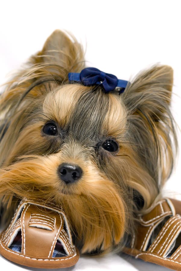 York Terrier stock photo. Image of beauty, eyes, nose - 46227196