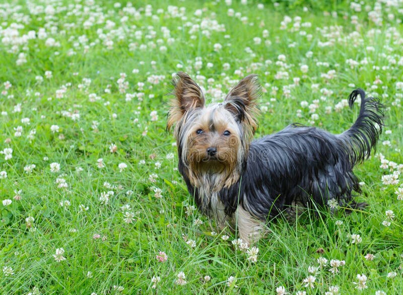 Yorkie stock image. Image of space, good, adorable, nature - 12427771