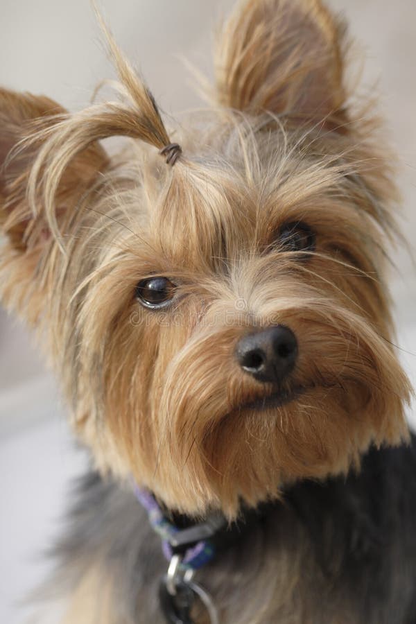 Yorkie 2 stock photo. Image of canine, bred, show, terrier - 580330