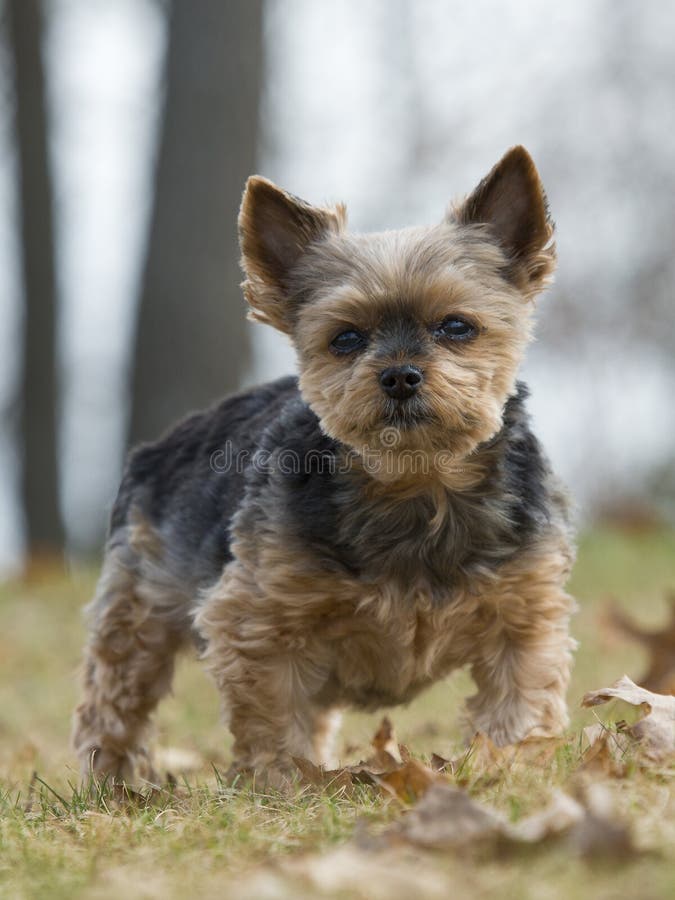 Yorkie imagen de archivo. Imagen de yorkshire, lindo - 32299321