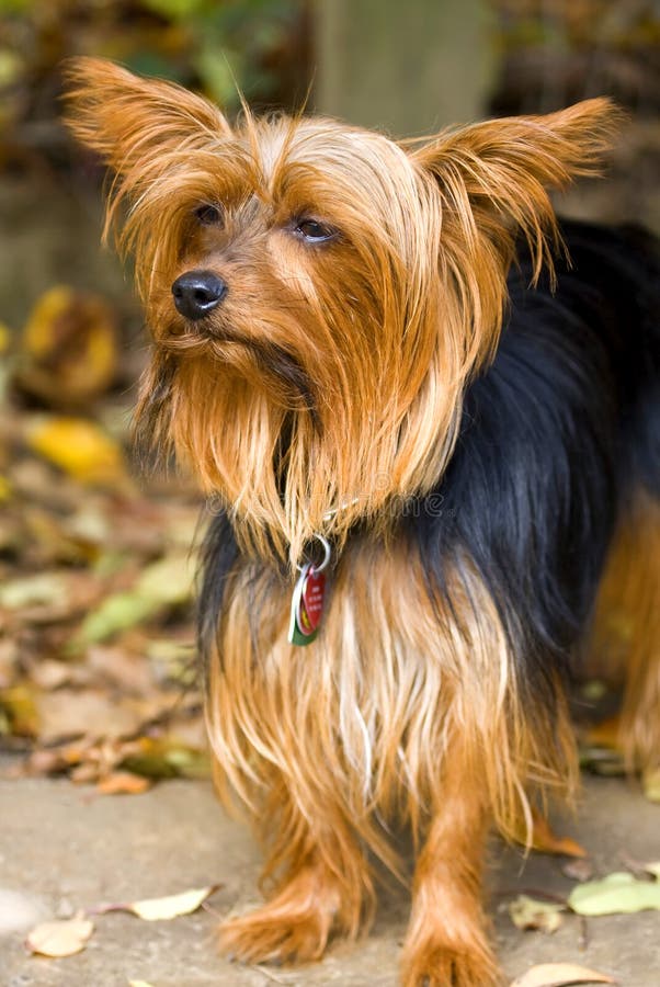 Yorkie stock photo. Image of animal, puppy, fluffy, front - 9066014