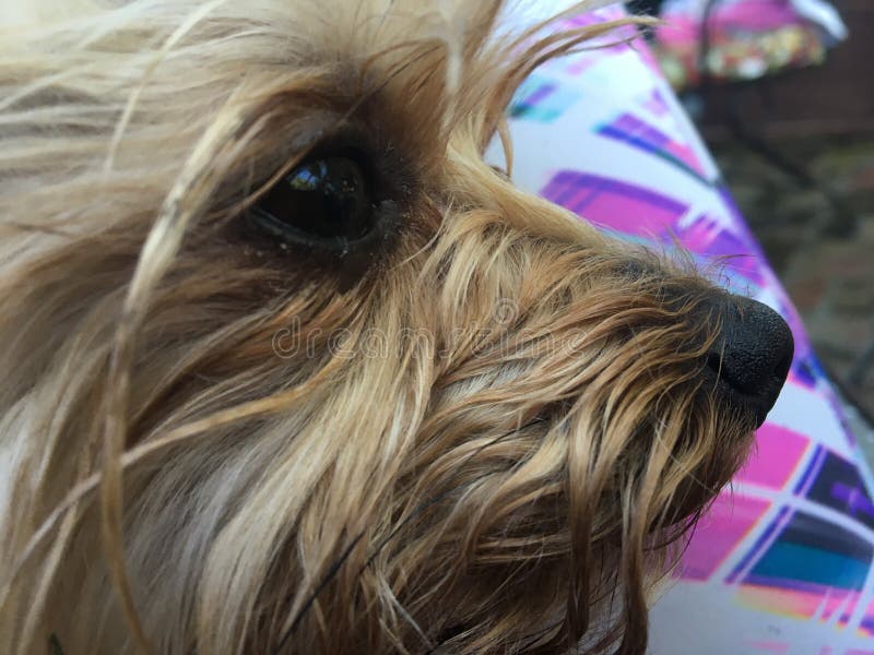 The Yorkie Dog editorial photography. Image of yorkie - 73665627