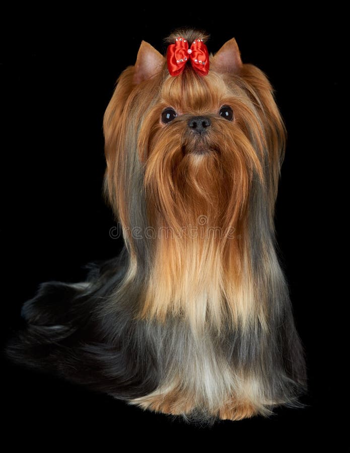 El Perro De Yorkshire Terrier Con El Pelo Preparado Largo Se Sienta En ...