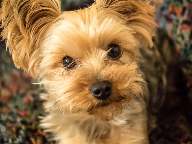 Yorkie lindo, rubio imagen de archivo. Imagen de perro - 53527443