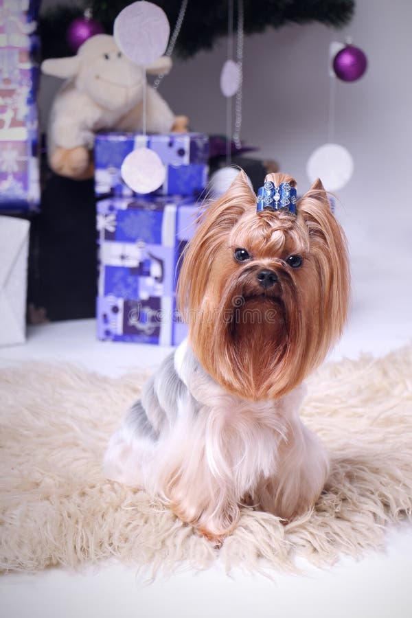 Yorkie stock image. Image of snout, dogshow, yorkie, mydog - 91003201