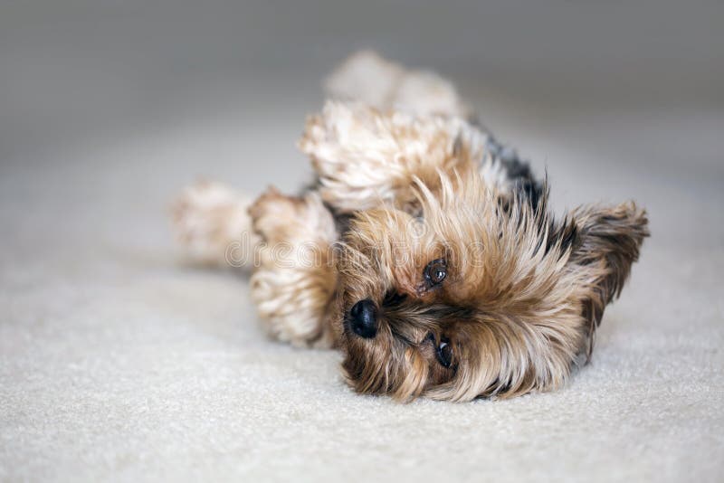 Yorkie playing dead stock image. Image of long, looking - 45138419