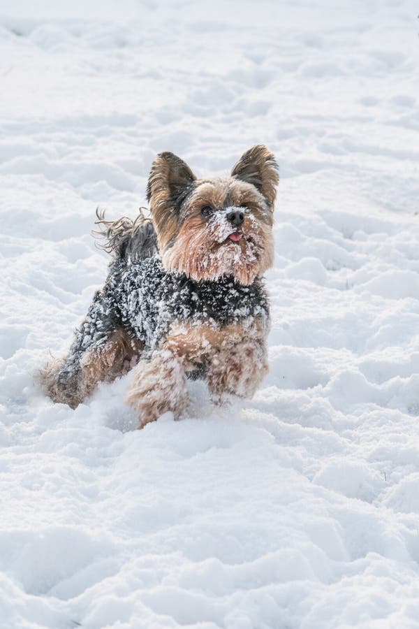 Yorkshire Terrier Playing in the Snow Stock Photo - Image of play ...