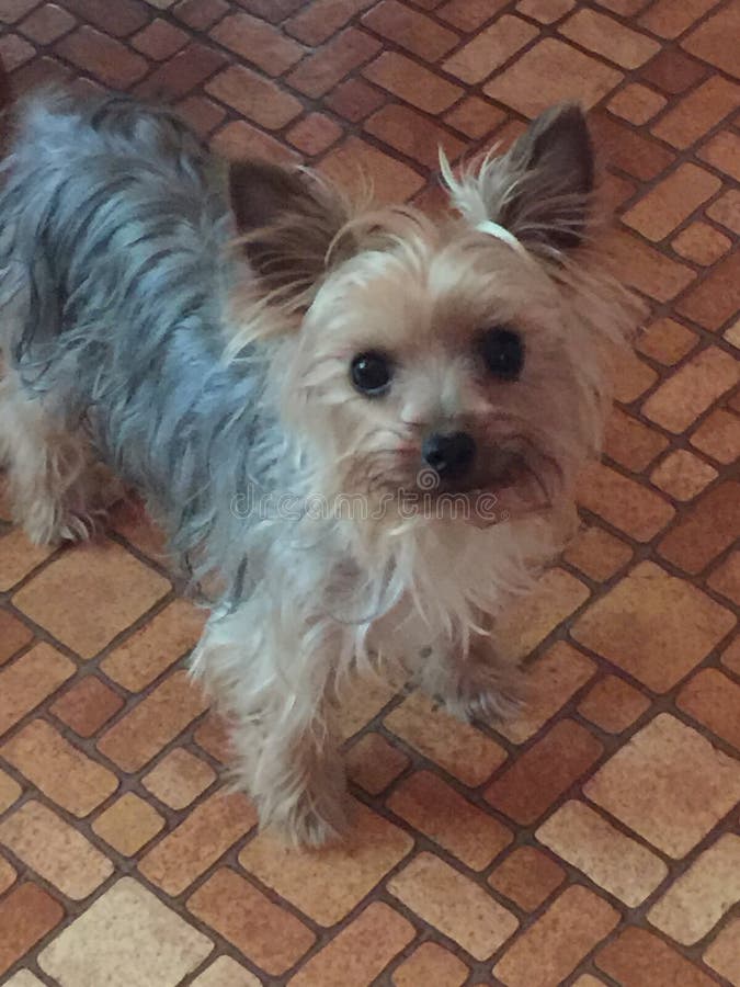 Yorkie pose stock image. Image of yorkie, small, pose - 53430195