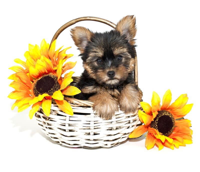 Cute Dog Sunflowers Stock Images - Download 82 Royalty Free Photos