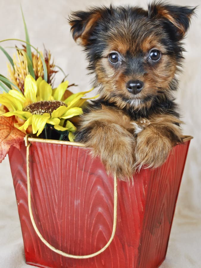 Yorkie Puppy stock image. Image of purebred, animals - 22981807