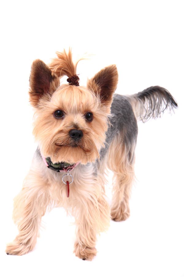 Small Yorkie Dog in the Pot Stock Image - Image of breed, cute: 29395829
