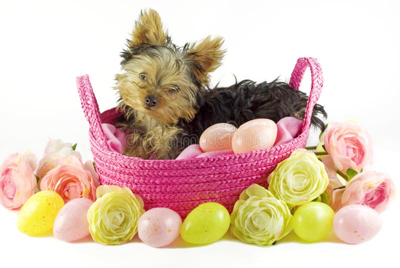 Yorkie Puppy in Pink Basket with Easter Eggs Stock Image - Image of ...