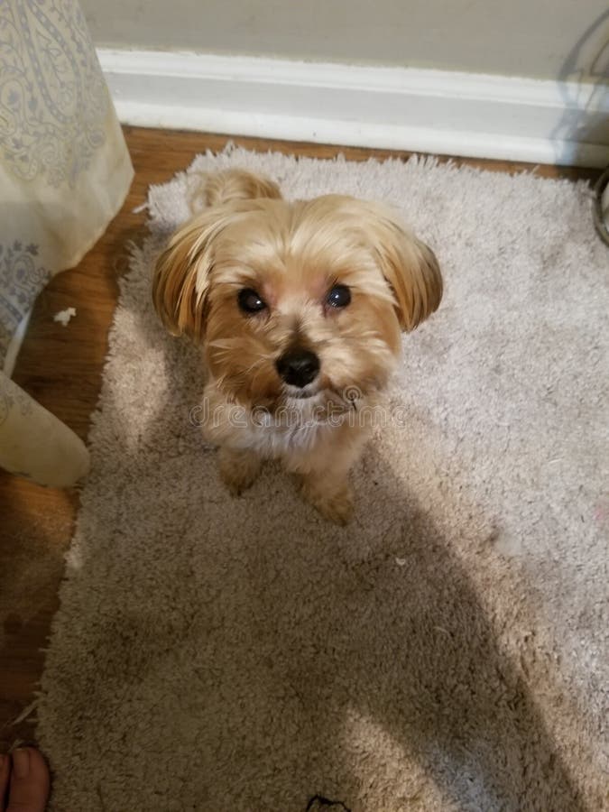 Yorkie Rescue Smiling at Camera Stock Image - Image of rescue, yorkie ...