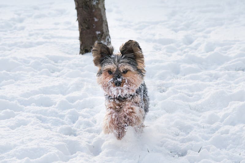 Yorkshire Terrier Running in the Snow Stock Photo - Image of young ...