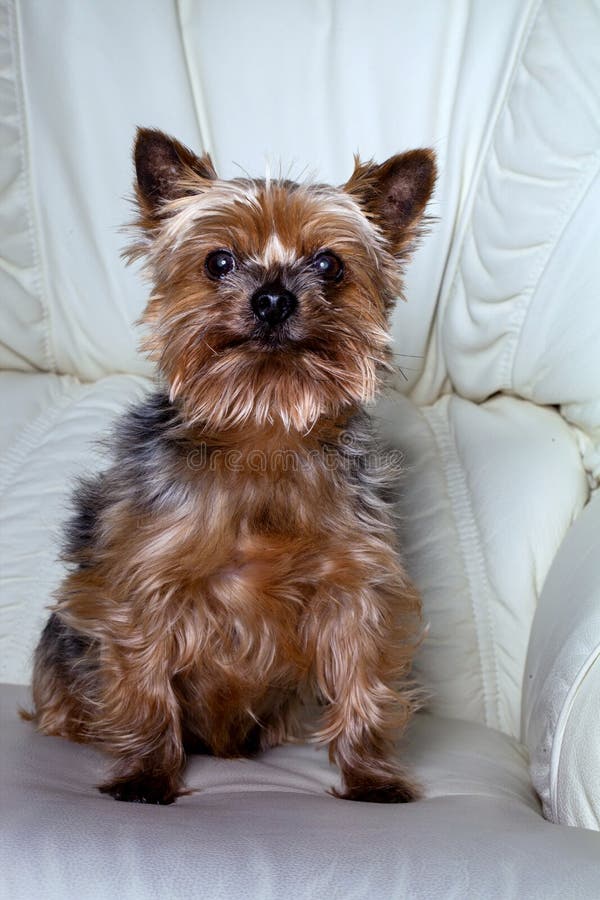 Yorkie Sitting on a White Chair Stock Image - Image of isolated, beauty ...