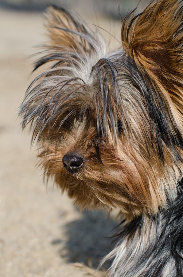 Yorkie terrier stock image. Image of tail, playful, bark - 29525261