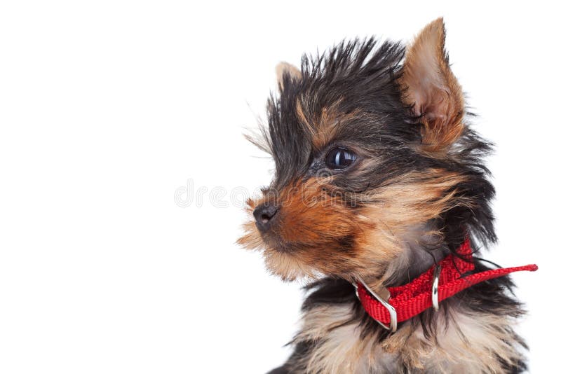 Yorkie toy s head stock photo. Image of purebred, yorkie - 21617502