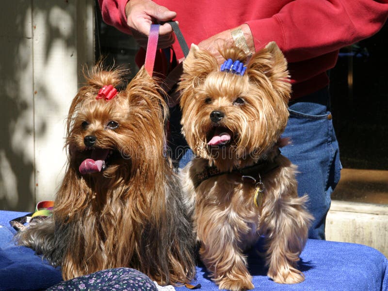 Yorkie Twins stock image. Image of owner, affection, pose - 393533
