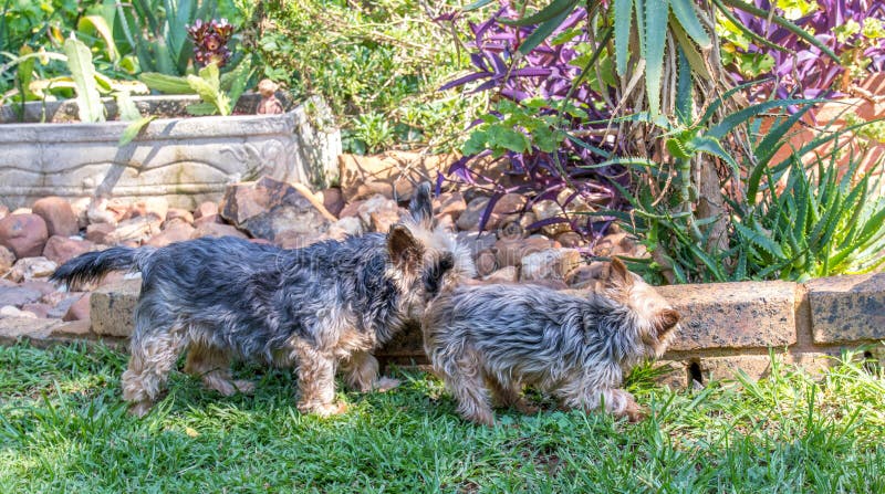 Yorkies play in a garden stock image. Image of terrier - 206019965