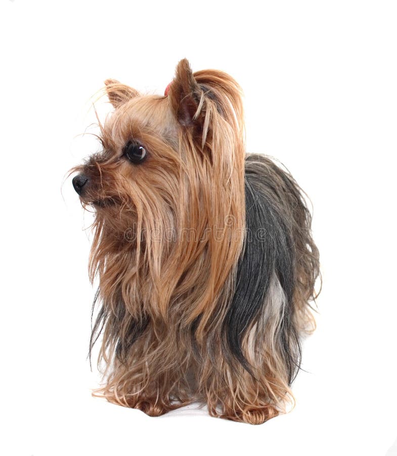 Yorkshire foto de archivo. Imagen de yorkshire, esperar - 3317456