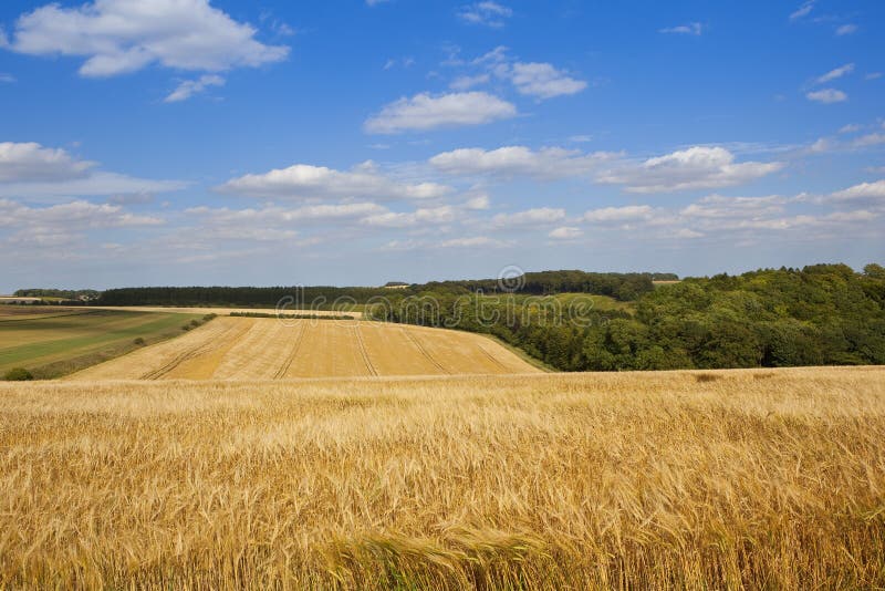 Yorkshire barley fields stock photo. Image of scenery - 75813754