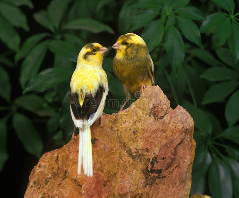 Yorkshire Canaries Stock Photos - Free & Royalty-Free Stock Photos from ...