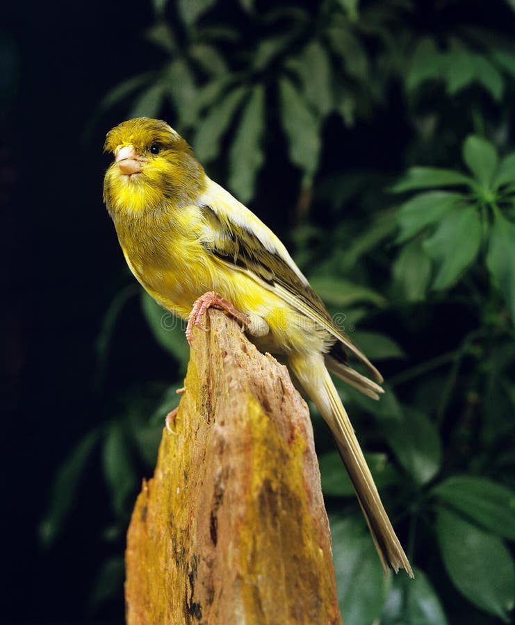 Red Canary, Serinus Canaria Stock Image - Image of serinus, wildlife ...