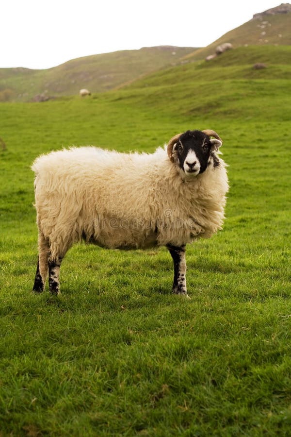 Yorkshire Dales Sheep stock photo. Image of sheep, wool - 1765526